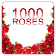 1000 Red Roses - Oman Flora